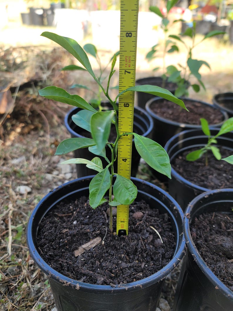 Calamansi Lime ( Citrus X Microcarpa ) Philippine Lemon Tree - Etsy