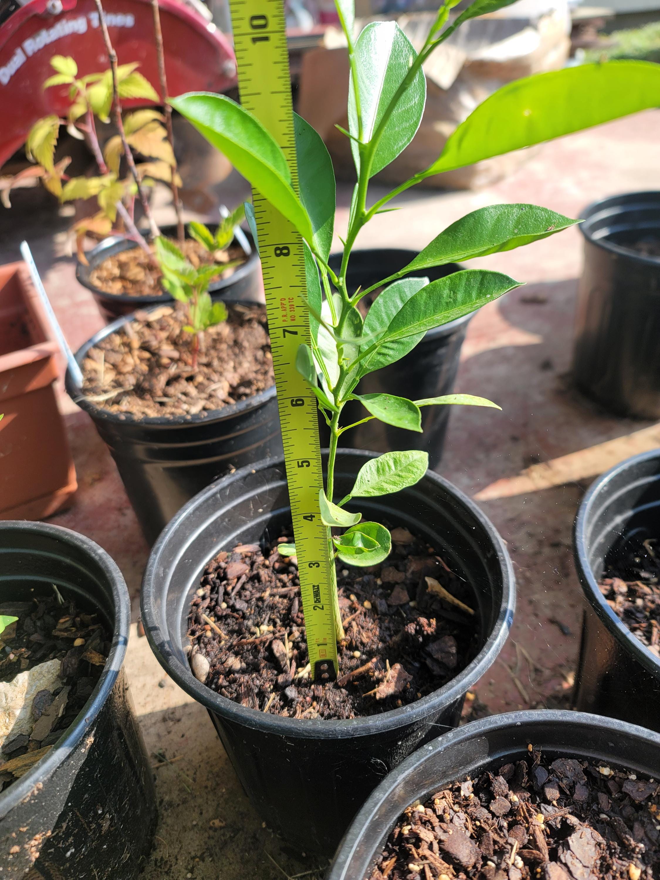 Calamansi Lime Citrus X Microcarpa Philippine Lemon Tree - Etsy