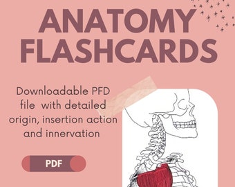 Muscles of the Neck - Anatomy Flashcards (with Detailed/pictured Origin ...