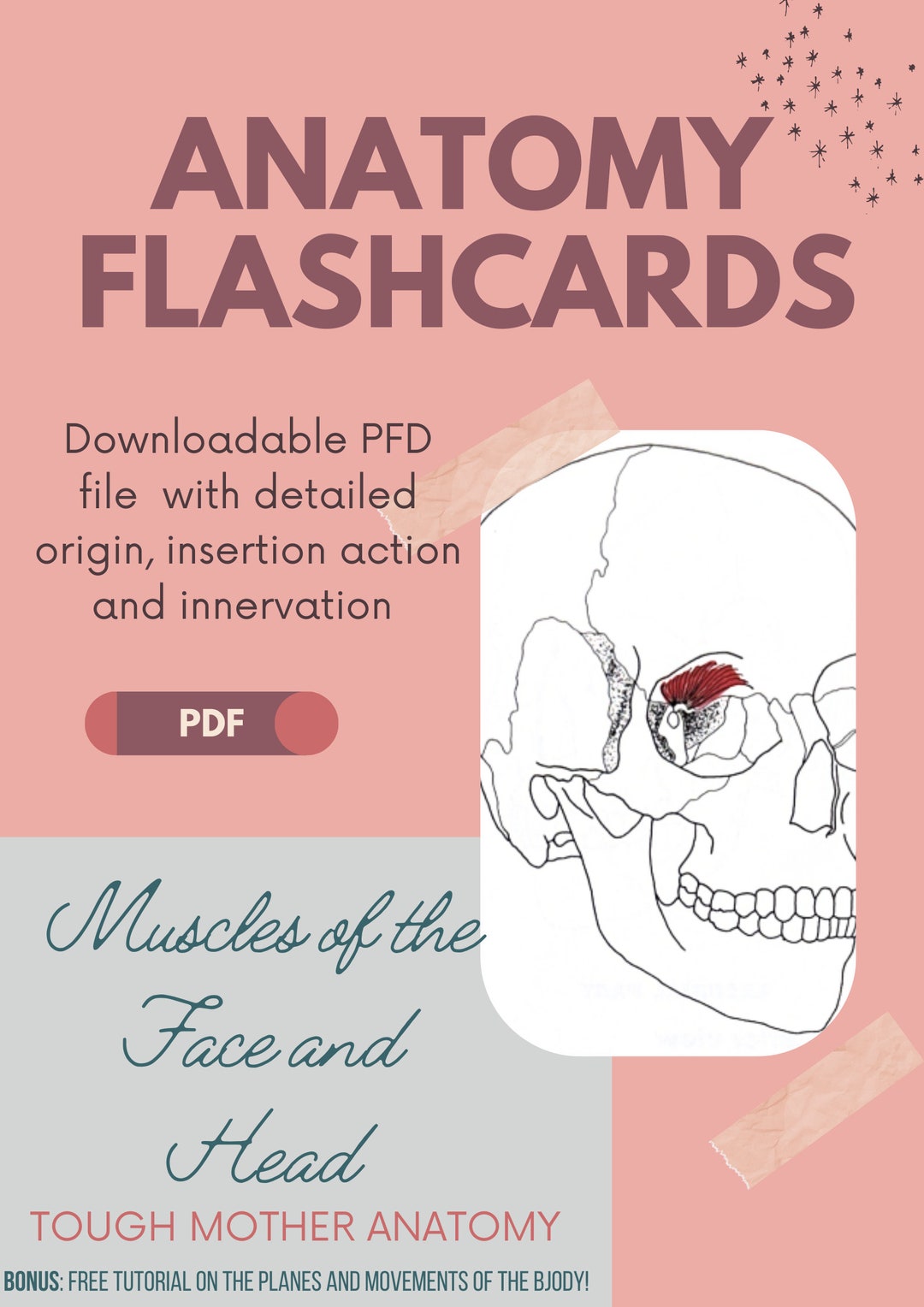 ANATOMY FLASHCARDS - Printable. Anatomy of the Face and Head. - Etsy