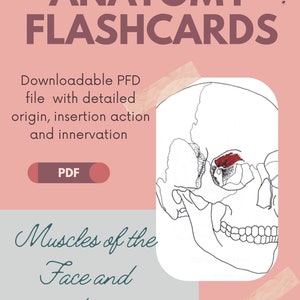 ANATOMY FLASHCARDS - Printable. Anatomy of the Face and Head. - Etsy