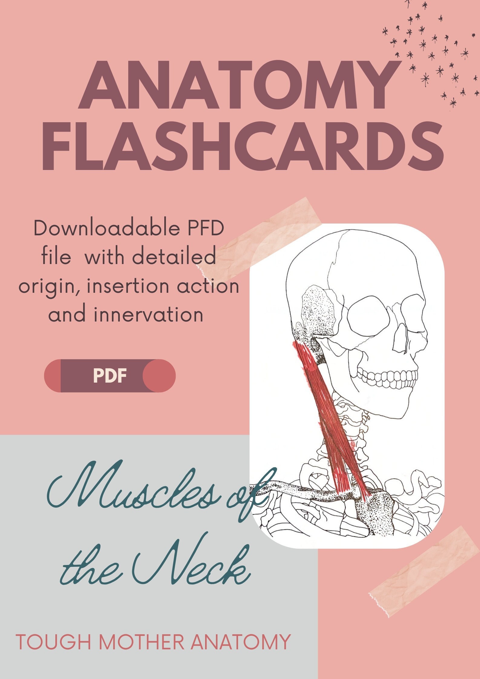 Muscles of the Neck - Anatomy Flashcards (with Detailed/pictured Origin ...