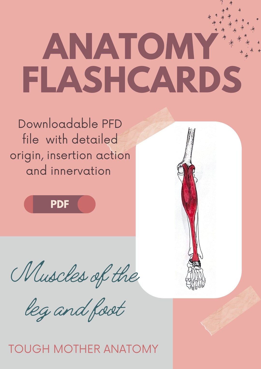Muscles of the Leg and Foot - Anatomy Flashcards (with Detailed ...