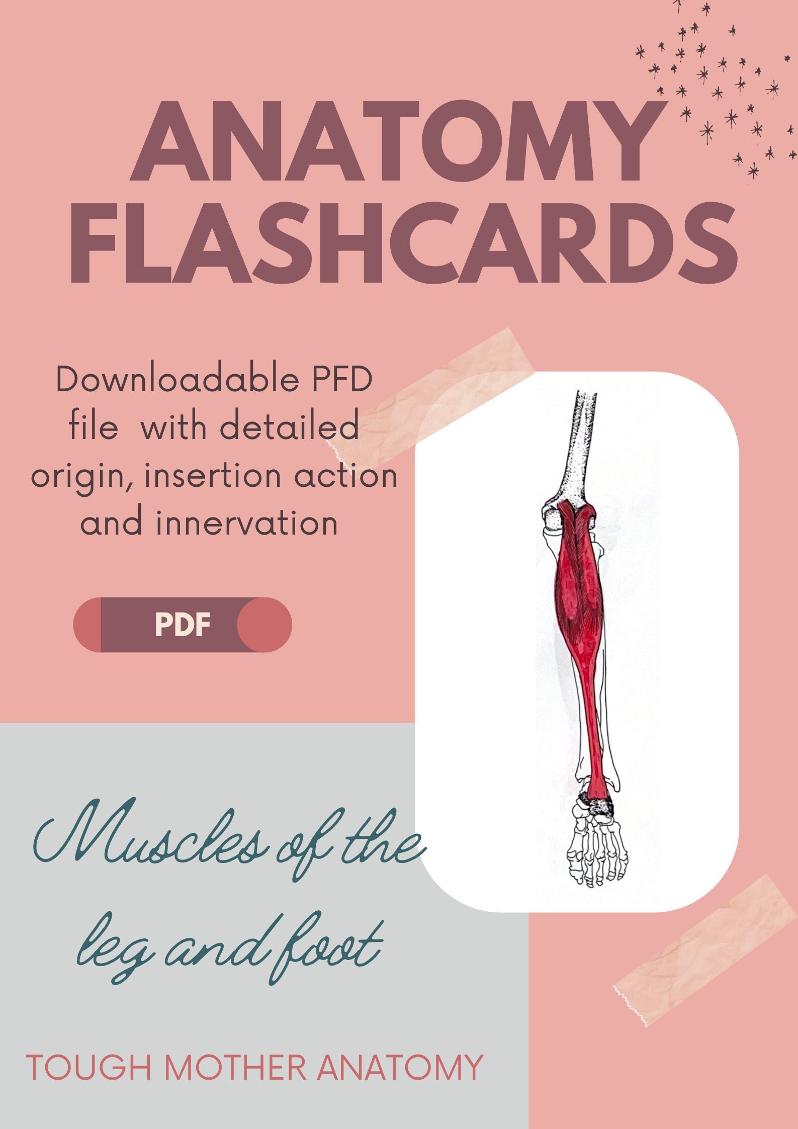 Muscles of the Leg and Foot - Anatomy Flashcards (with Detailed ...