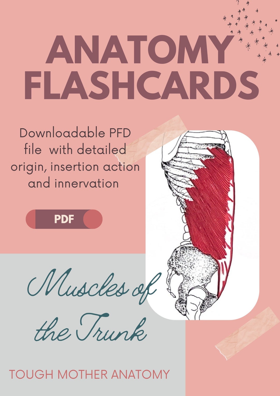 Muscles of the Trunk - Anatomy Flashcards (with Detailed/pictured ...