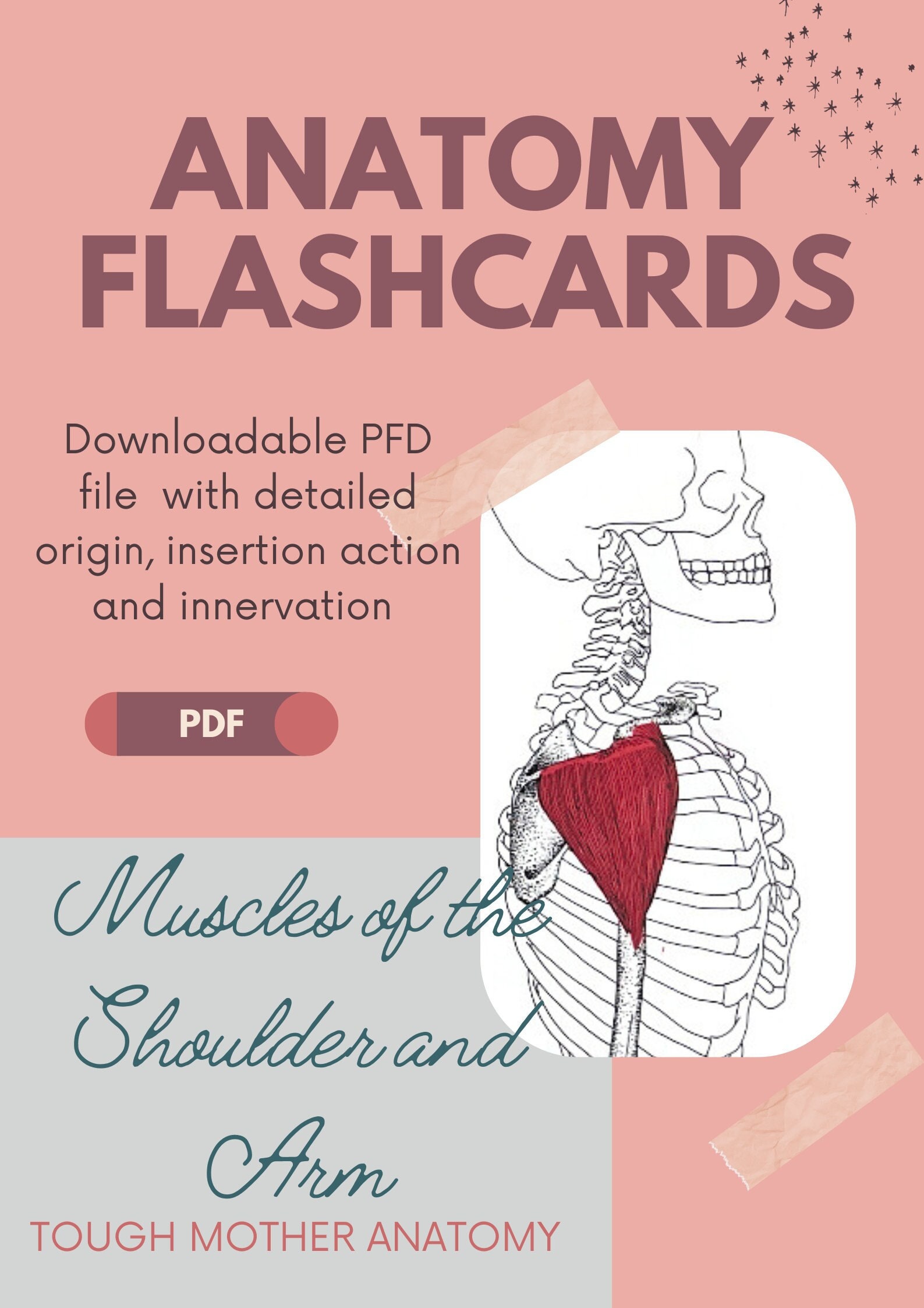 Muscles of the Shoulder and Arm- Anatomy Flashcards (with Detailed ...