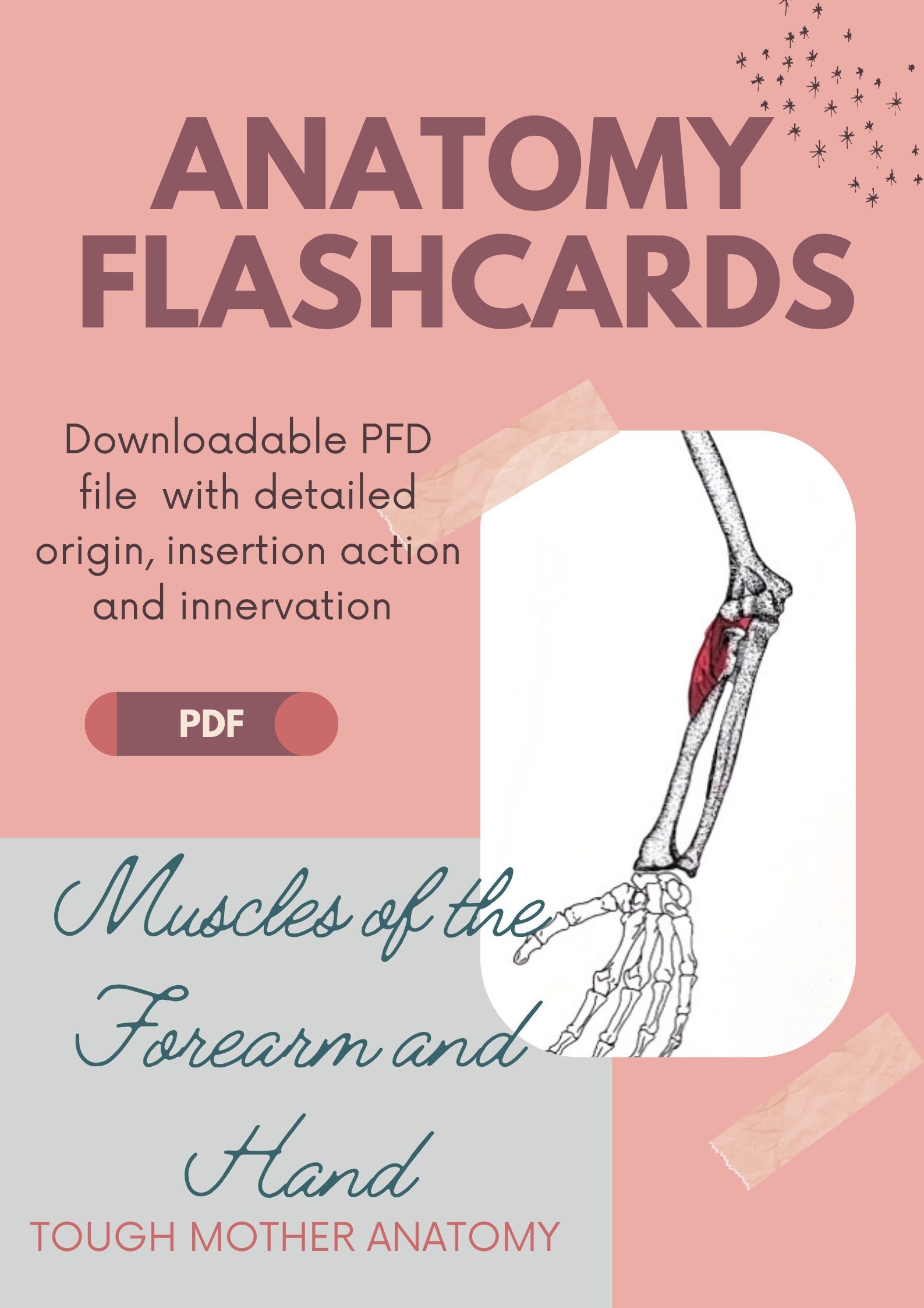 Muscles of the Forearm and Hand Anatomy Flashcards with Detailed ...