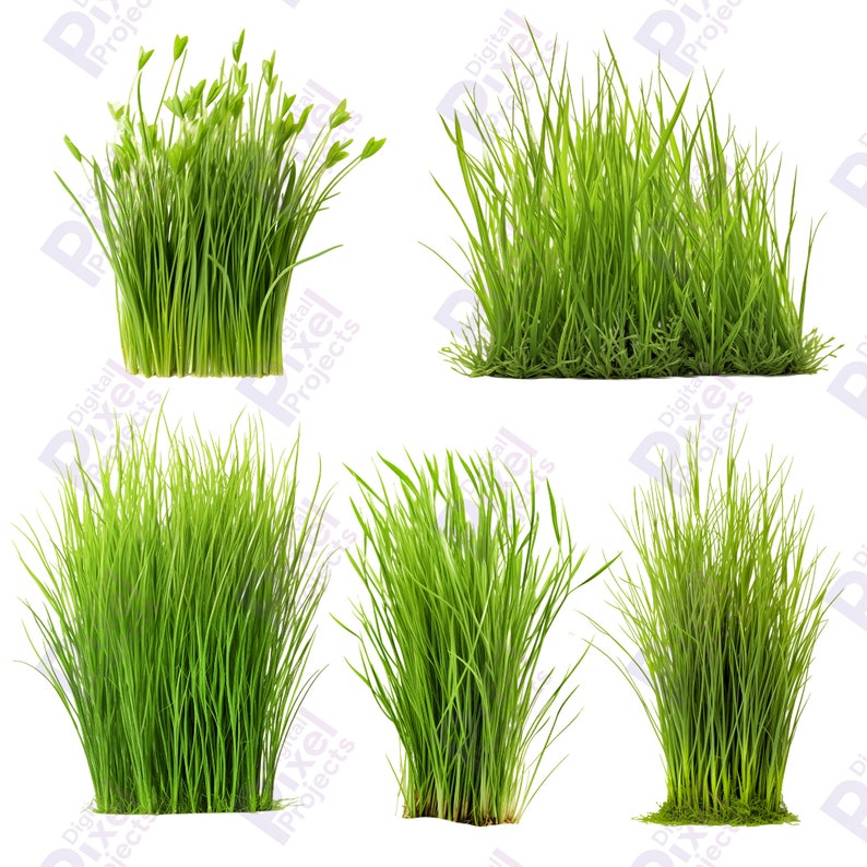 22 PNG Green Grass Clip Arts, Isolated on Transparent Background for Photoshop. Realistic Grass ...