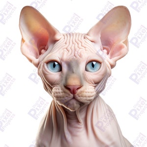 11 PNG Overlays With Images of Cats of Different Breeds on a ...