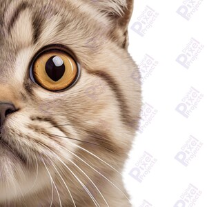 11 PNG Overlays With Images of Cats of Different Breeds on a ...