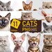 11 PNG Overlays With Images of Cats of Different Breeds on a ...