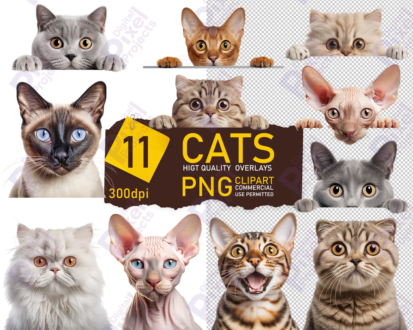 11 PNG Overlays With Images of Cats of Different Breeds on a ...