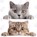 11 PNG Overlays With Images of Cats of Different Breeds on a ...