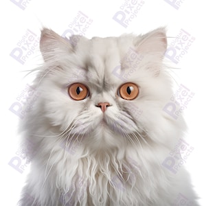 11 PNG Overlays With Images of Cats of Different Breeds on a ...