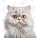 11 PNG Overlays With Images of Cats of Different Breeds on a ...