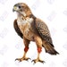 5 High-quality PNG Hawk Overlays for Printing, Scrapbooking, and Design ...