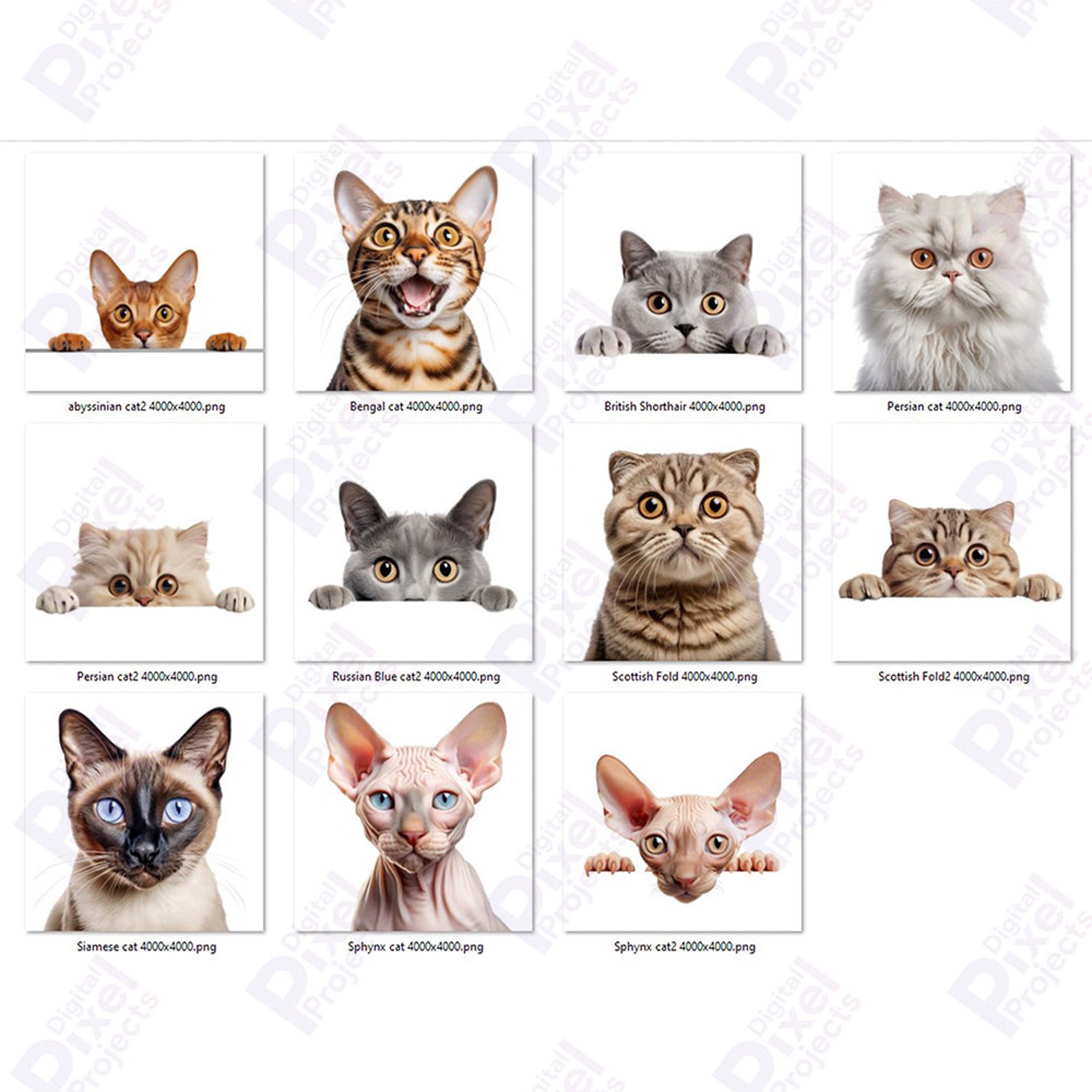 11 PNG Overlays With Images of Cats of Different Breeds on a ...
