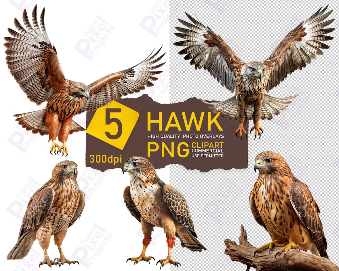 5 High-quality PNG Hawk Overlays for Printing, Scrapbooking, and Design ...