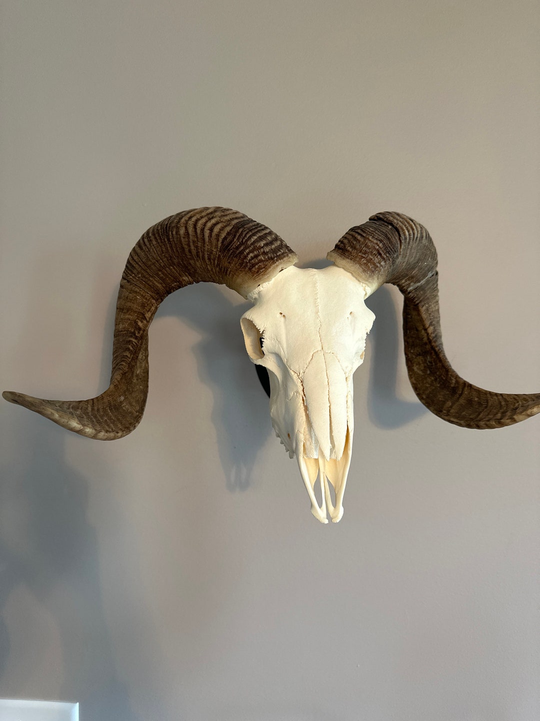 Ram European Mount With Hardware - Etsy