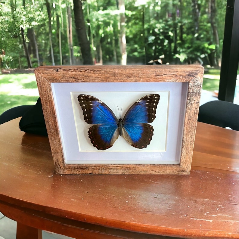 Farmed Blue Morpho Butterfly Art, Real Framed Butterfly, Well Preserved ...