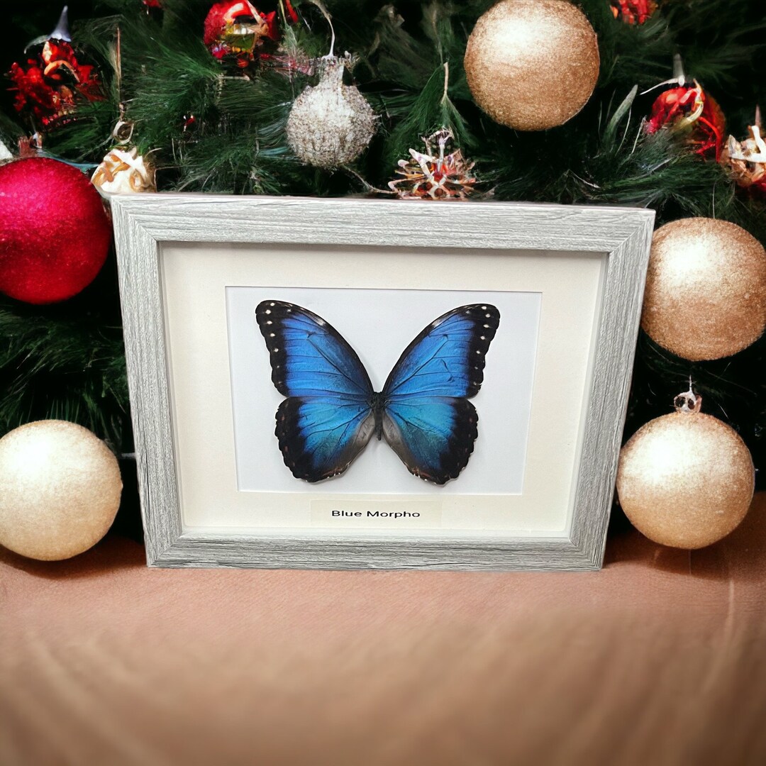 Farmed Blue Morpho Butterfly Art Real Framed Butterfly Well - Etsy