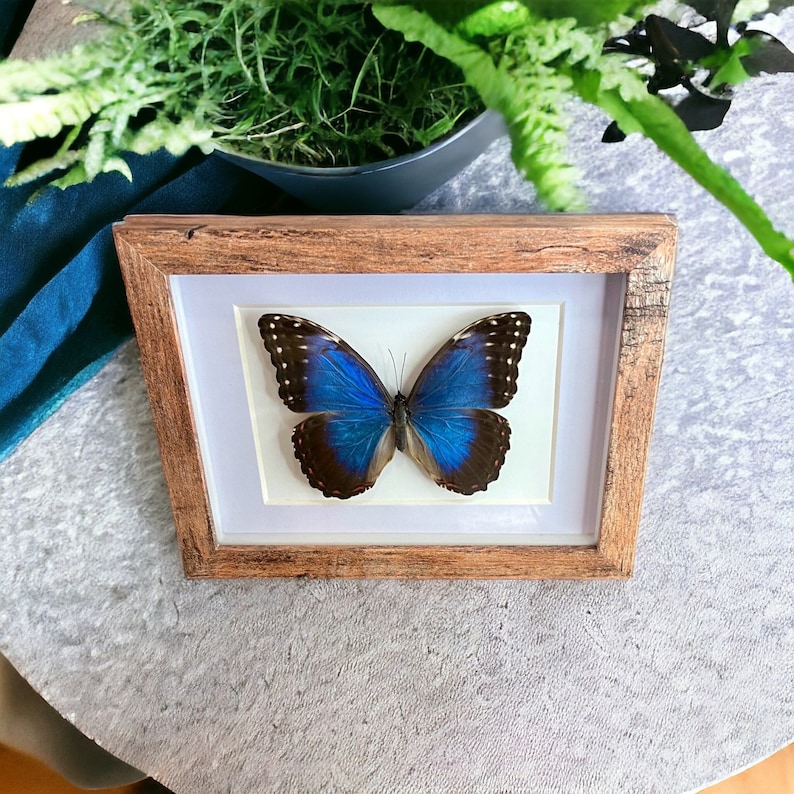 Farmed Blue Morpho Butterfly Art, Real Framed Butterfly, Well Preserved ...