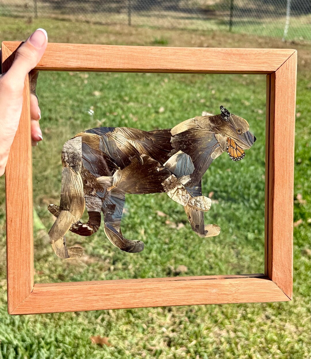 Framed Butterfly Wing Art: Handmade Belizean Craft (10.5x9.5in) - Etsy