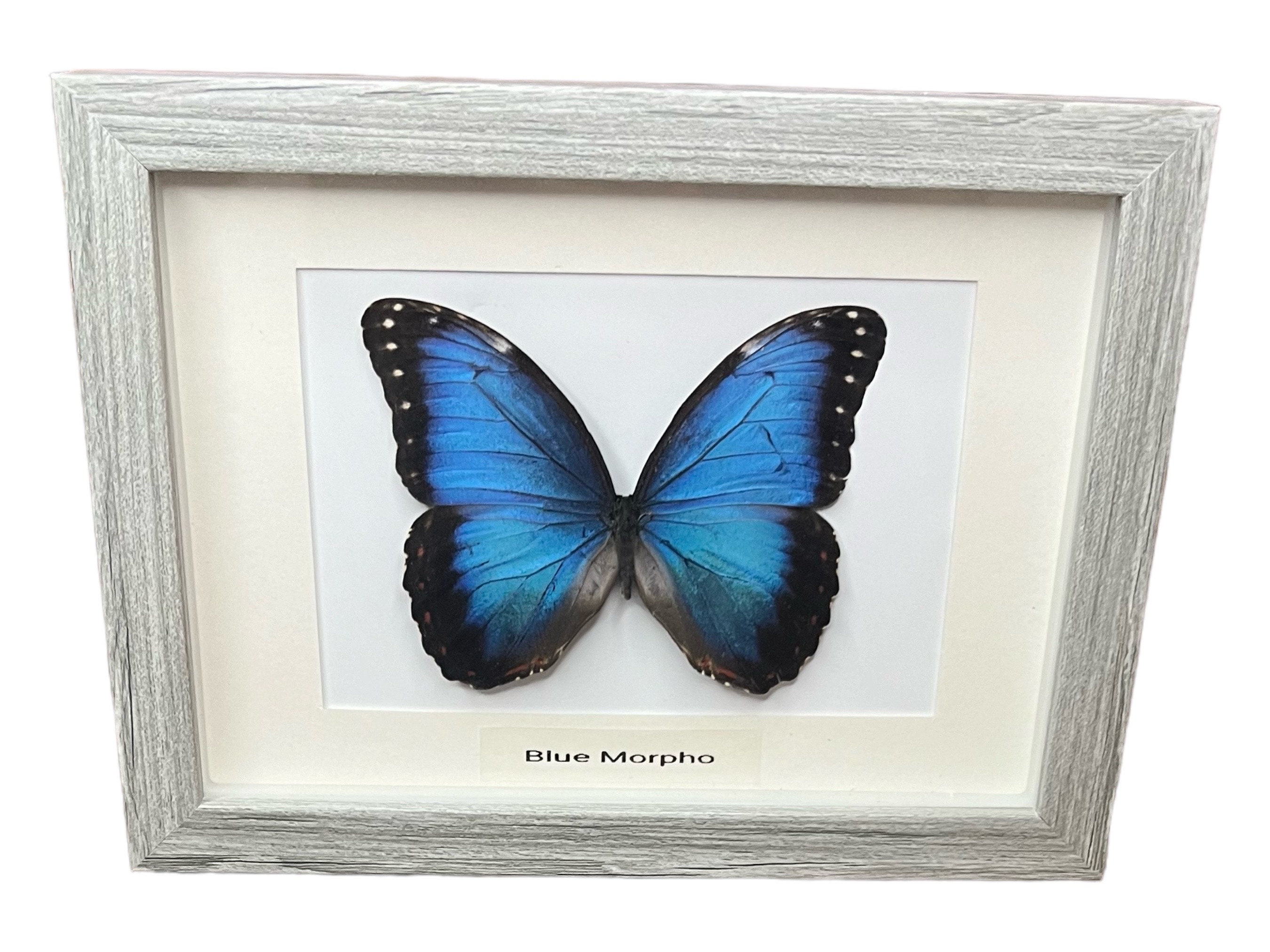 Farmed Blue Morpho Butterfly Art Real Framed Butterfly Well - Etsy