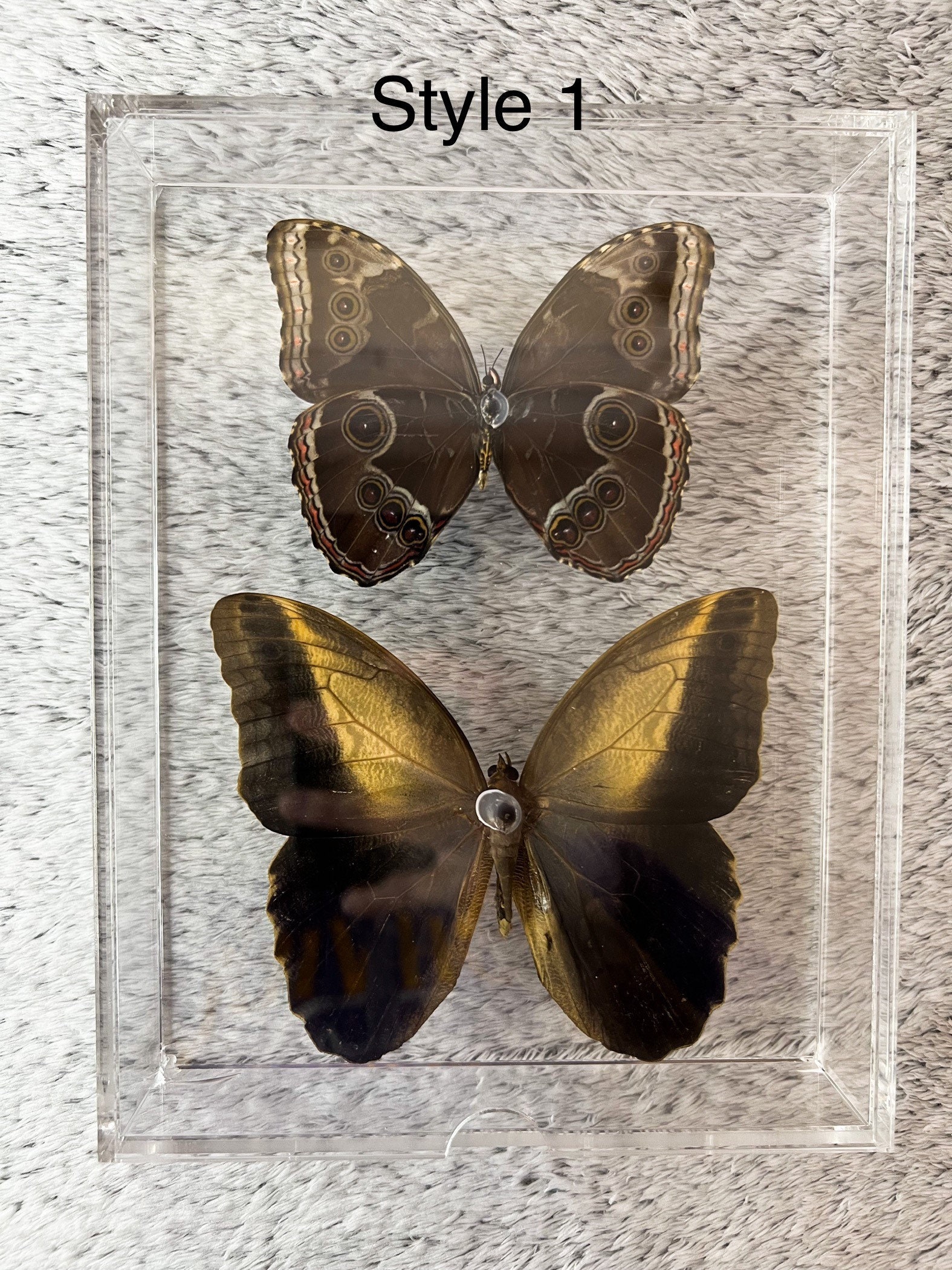 Clear Frame Buttefly Picture - Etsy