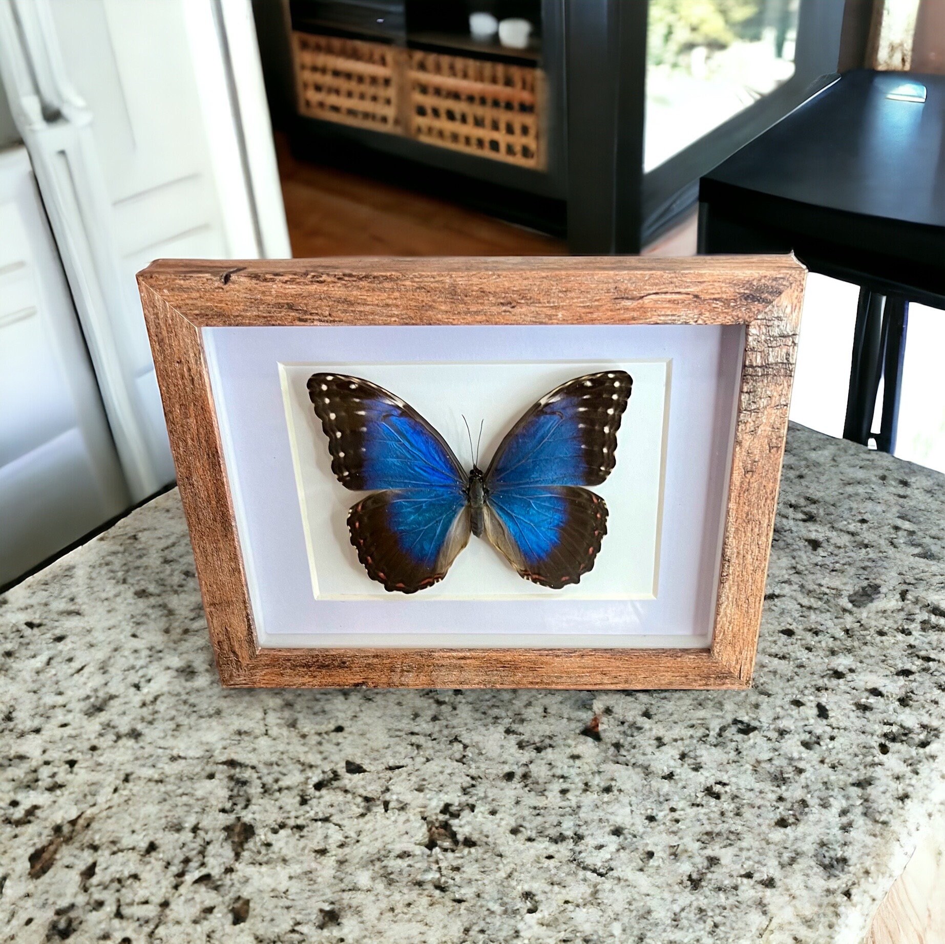 Farmed Blue Morpho Butterfly Art, Real Framed Butterfly, Well Preserved ...