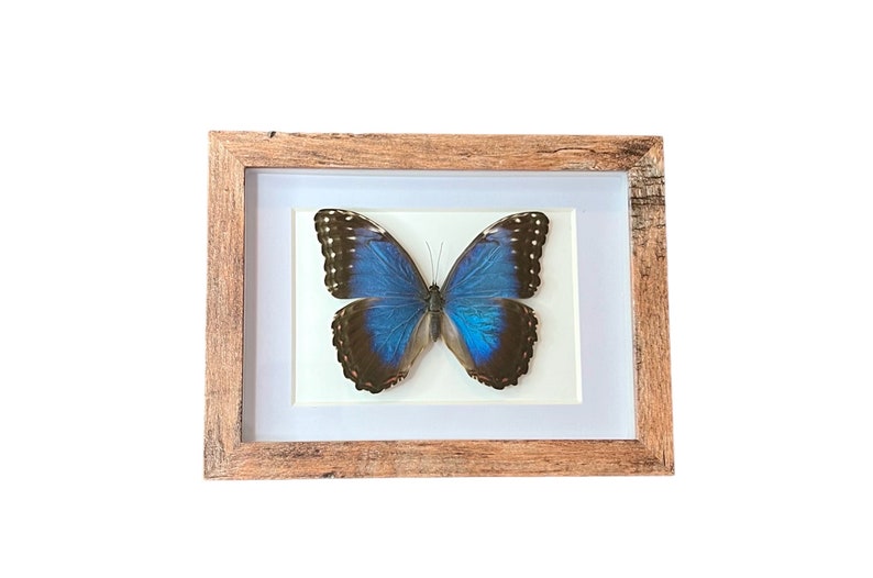 Farmed Blue Morpho Butterfly Art, Real Framed Butterfly, Well Preserved ...