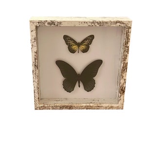 Butterfly Collage With Well Preserved Butterflies, Real Butterfly Art ...