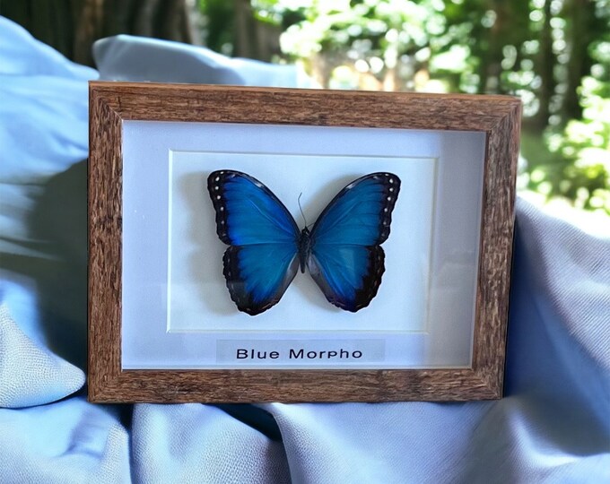 Farmed Blue Morpho Butterfly Art, Real Framed Butterfly, Well Preserved ...