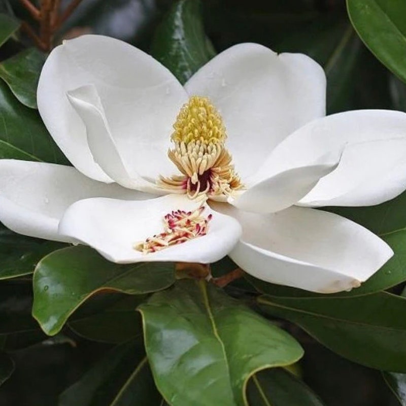 Magnolia Tree Pods - Etsy