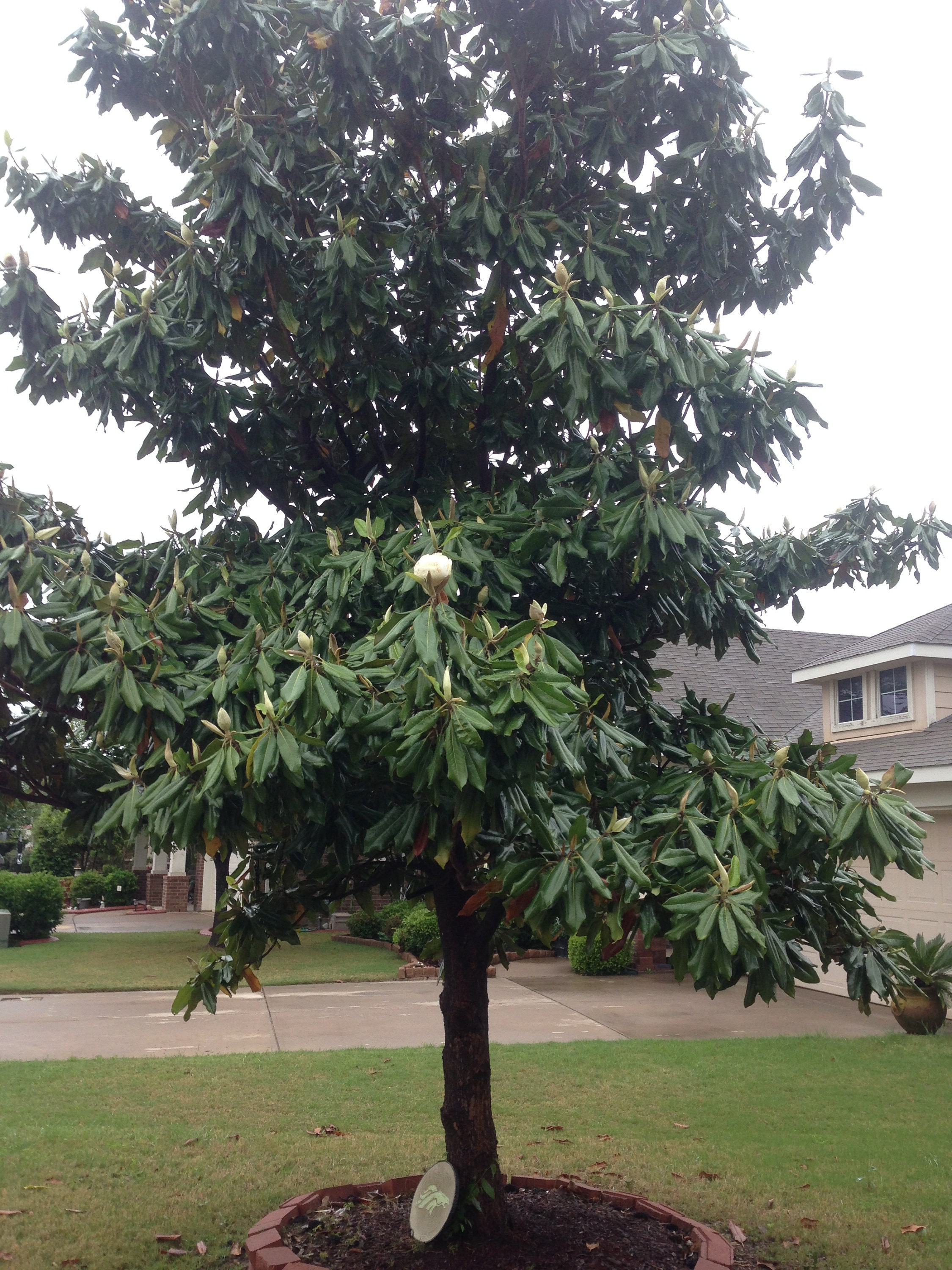 Southern Magnolia Tree Seed Pods - Etsy