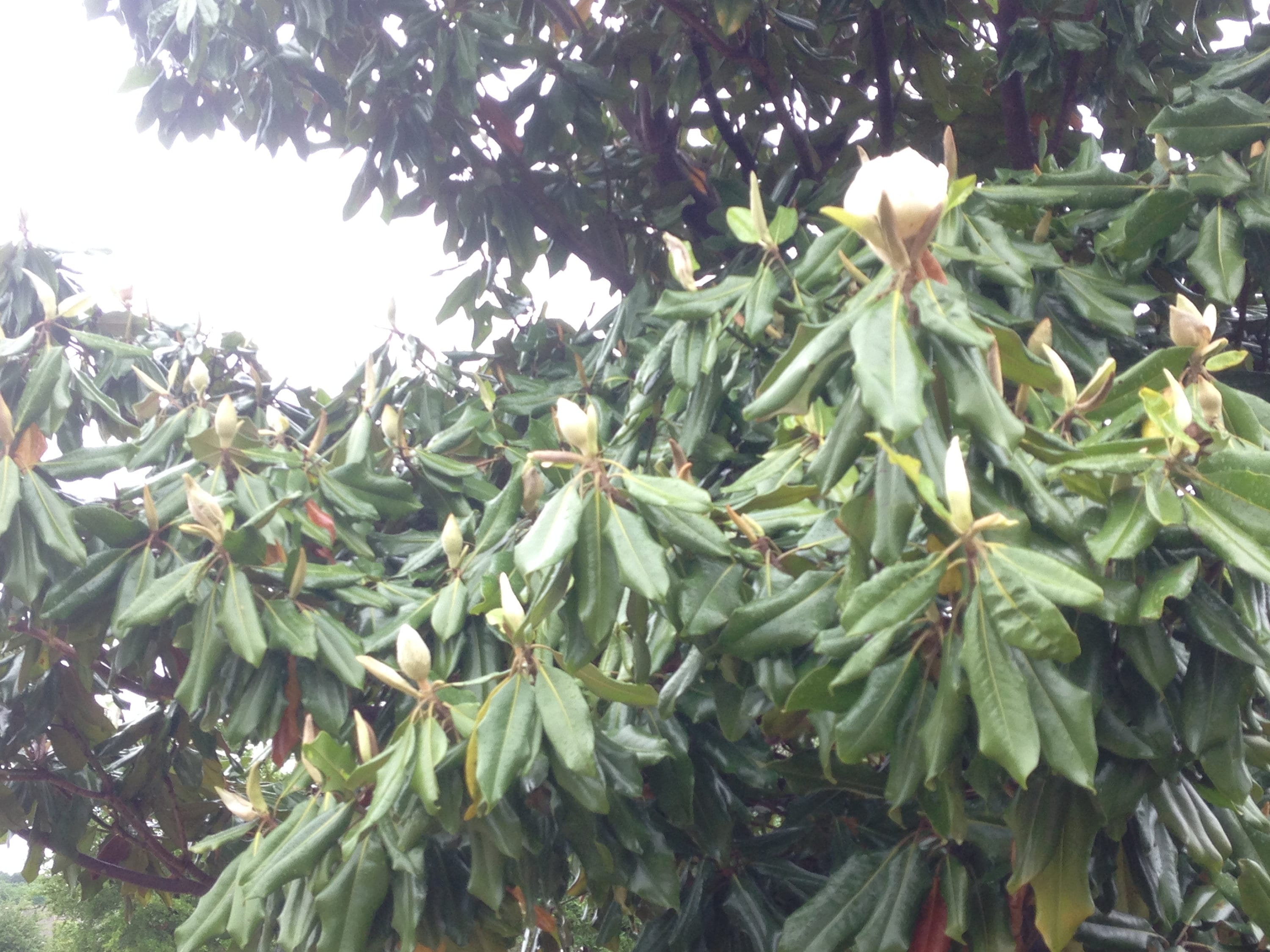Southern Magnolia Tree Seed Pods - Etsy