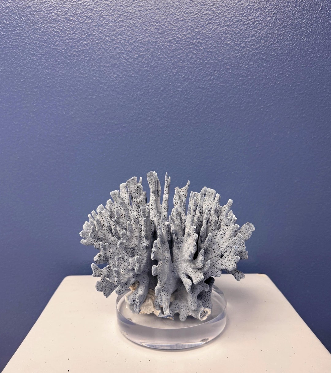 Heliopora Coerula Blue Coral on Acrylic Riser H7W9 - Etsy