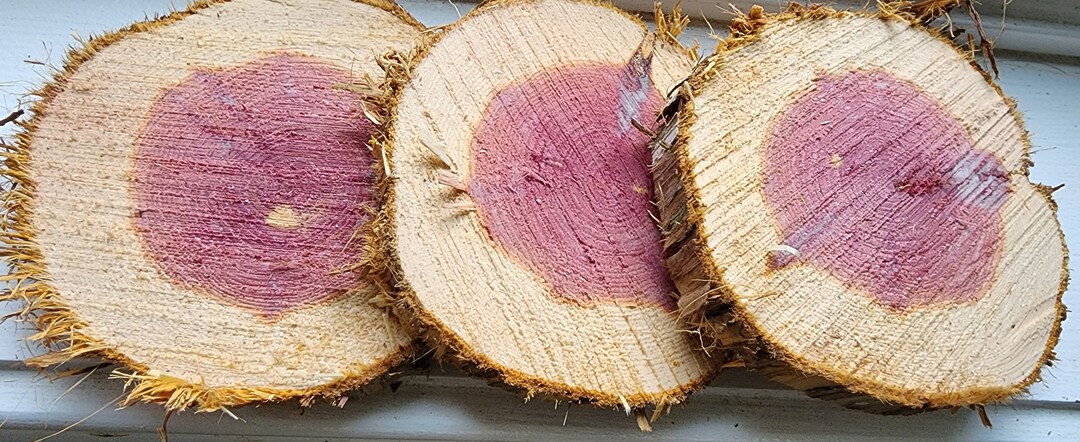 3natural Cedar Wood Cookies for DIY Crafts Rustic Decor and - Etsy Canada