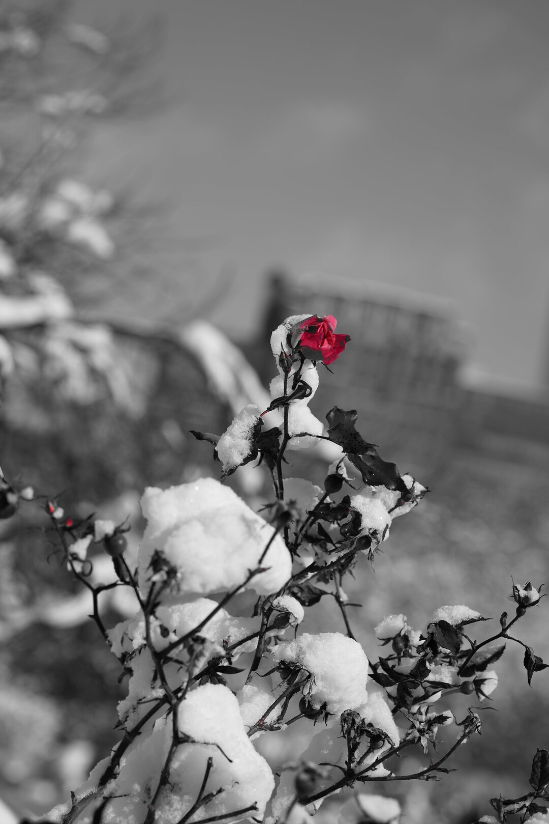 IPhone Rose Screensaver, Original Photo, New York, HD - Etsy