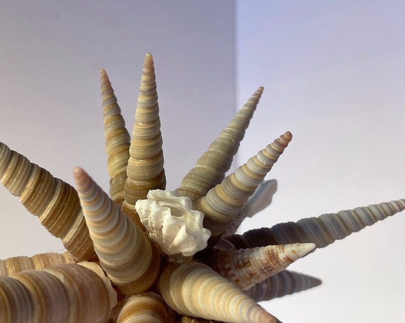 Seashell Decoration 6" / Shell Art / Coastal Decor / Shell Ornament - Etsy
