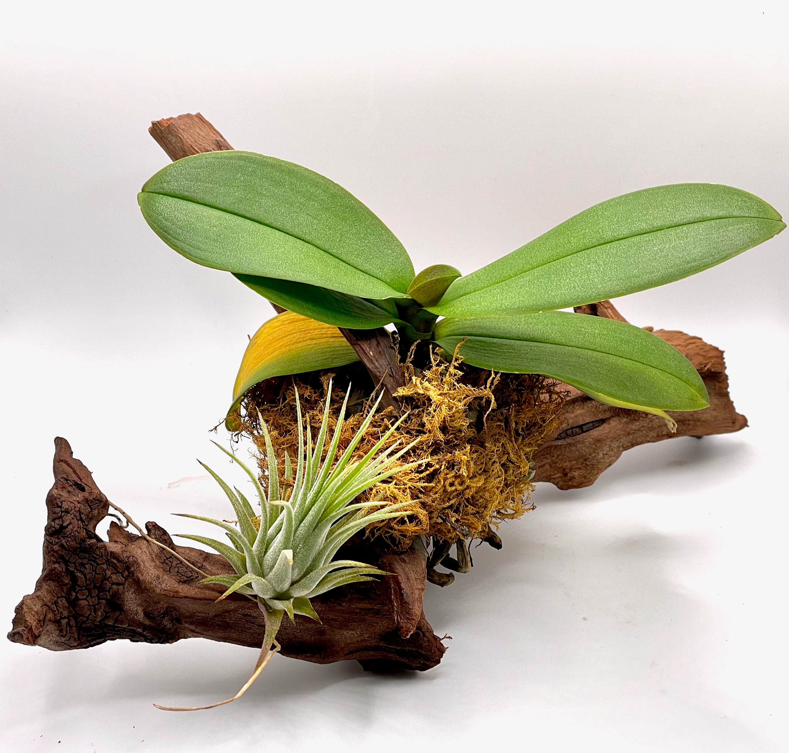 Airplant and Orchid on Driftwood no Assembly 11 X 7 X 5.5 - Etsy