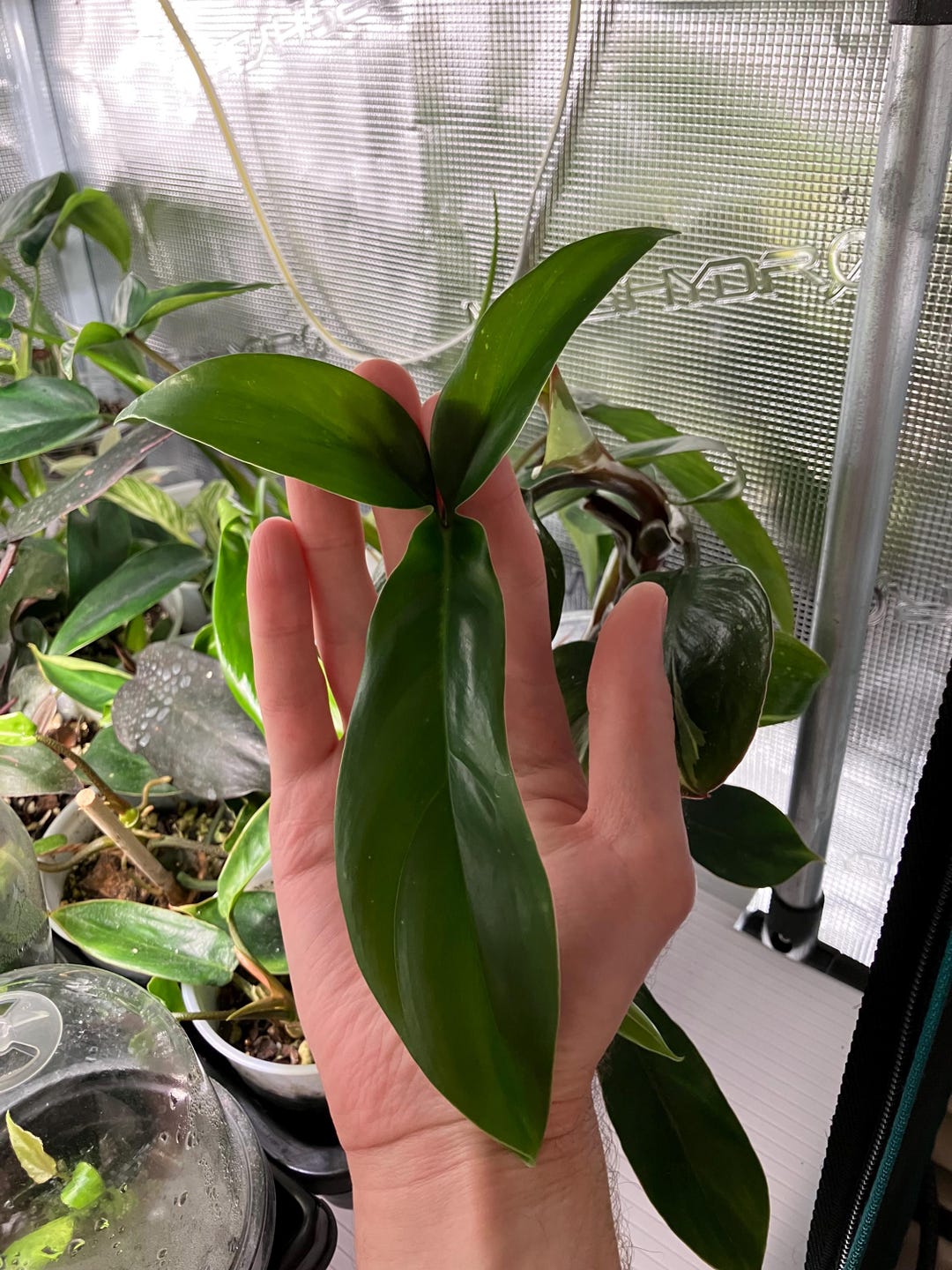 Philodendron 69686 - Etsy