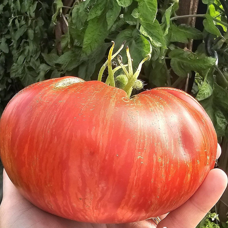 Beefsteak Tomato - Etsy