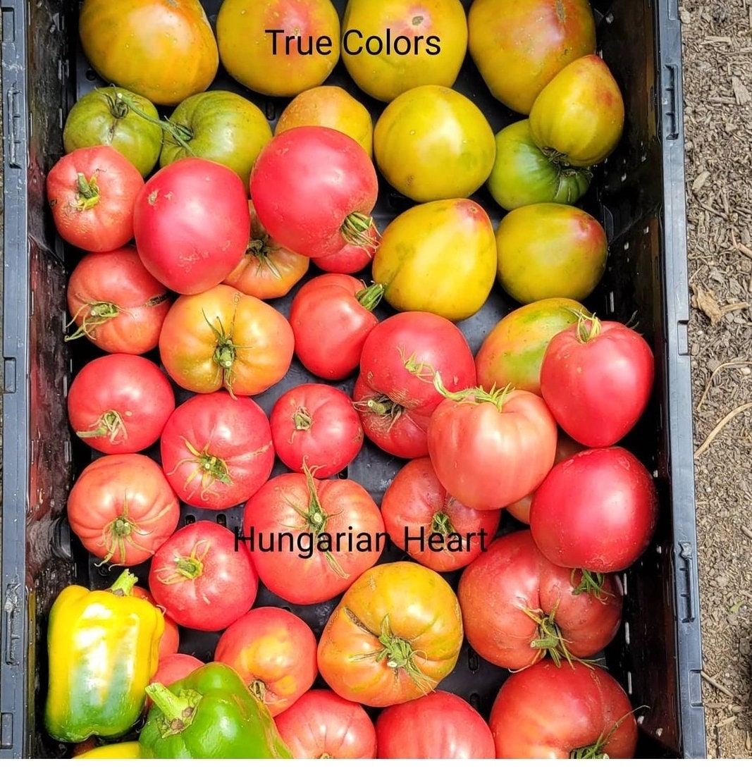 Oxheart Tomato Collection, 4 Seed Packets - Etsy