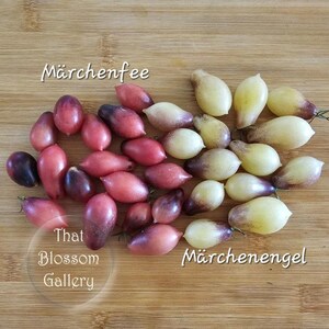 Märchenfee, AKA Fairytale Fairy, 10 Tomato Seeds - Etsy