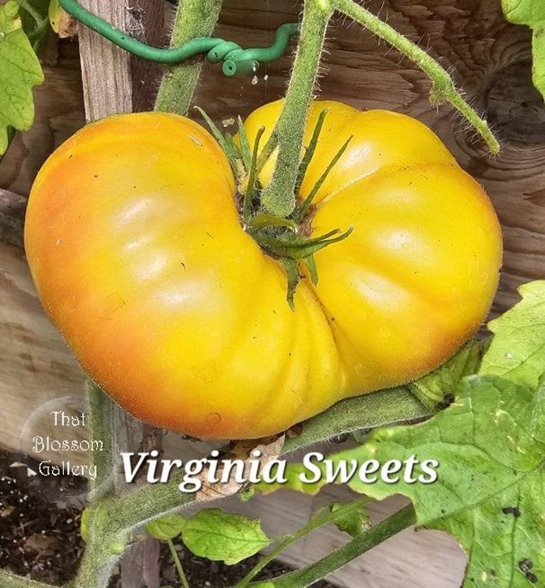 Virginia Sweets Heirloom Tomato Seeds - Etsy