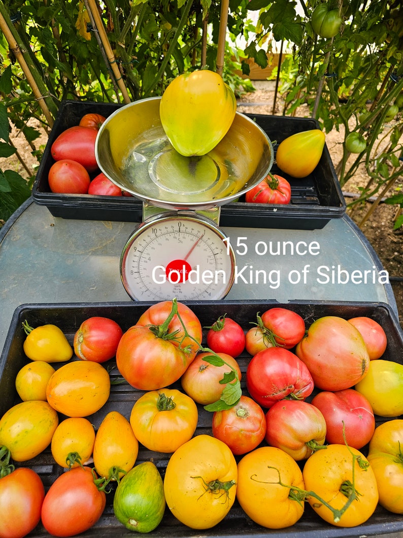 Golden King of Siberia Tomato Seeds - Etsy
