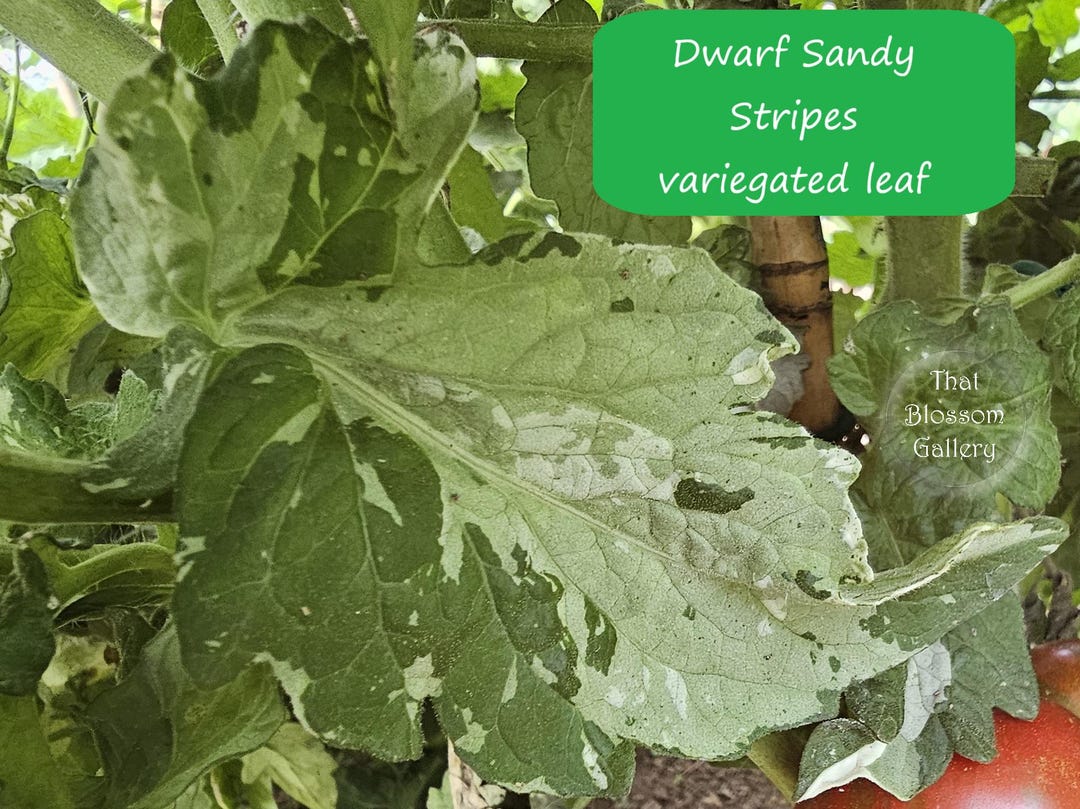 Dwarf Sandy Stripes Variegated Tomato, 10 Seeds - Etsy