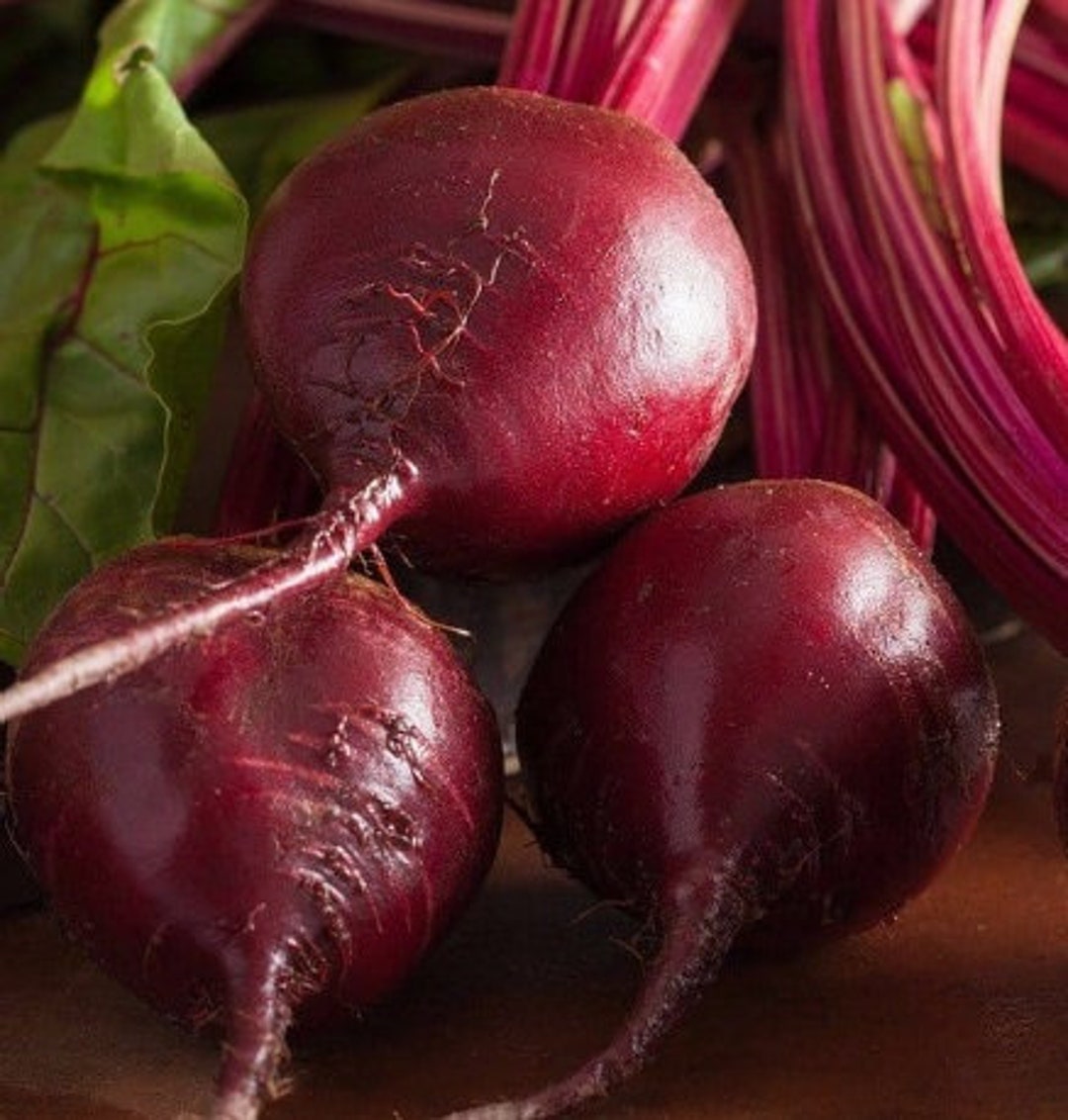 Bull's Blood Beet, Beta Vulgaris - Etsy