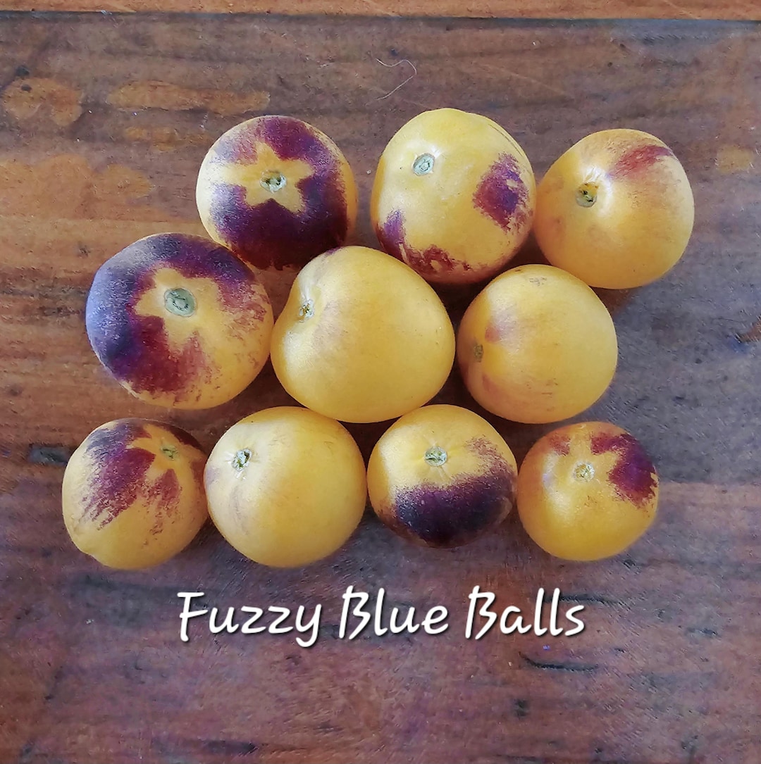Fuzzy Blue Balls Tomato, 10 Seeds - Etsy